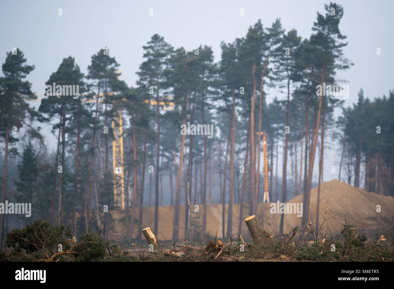 Cleared forest floor hi-res stock photography and images - Alamy
