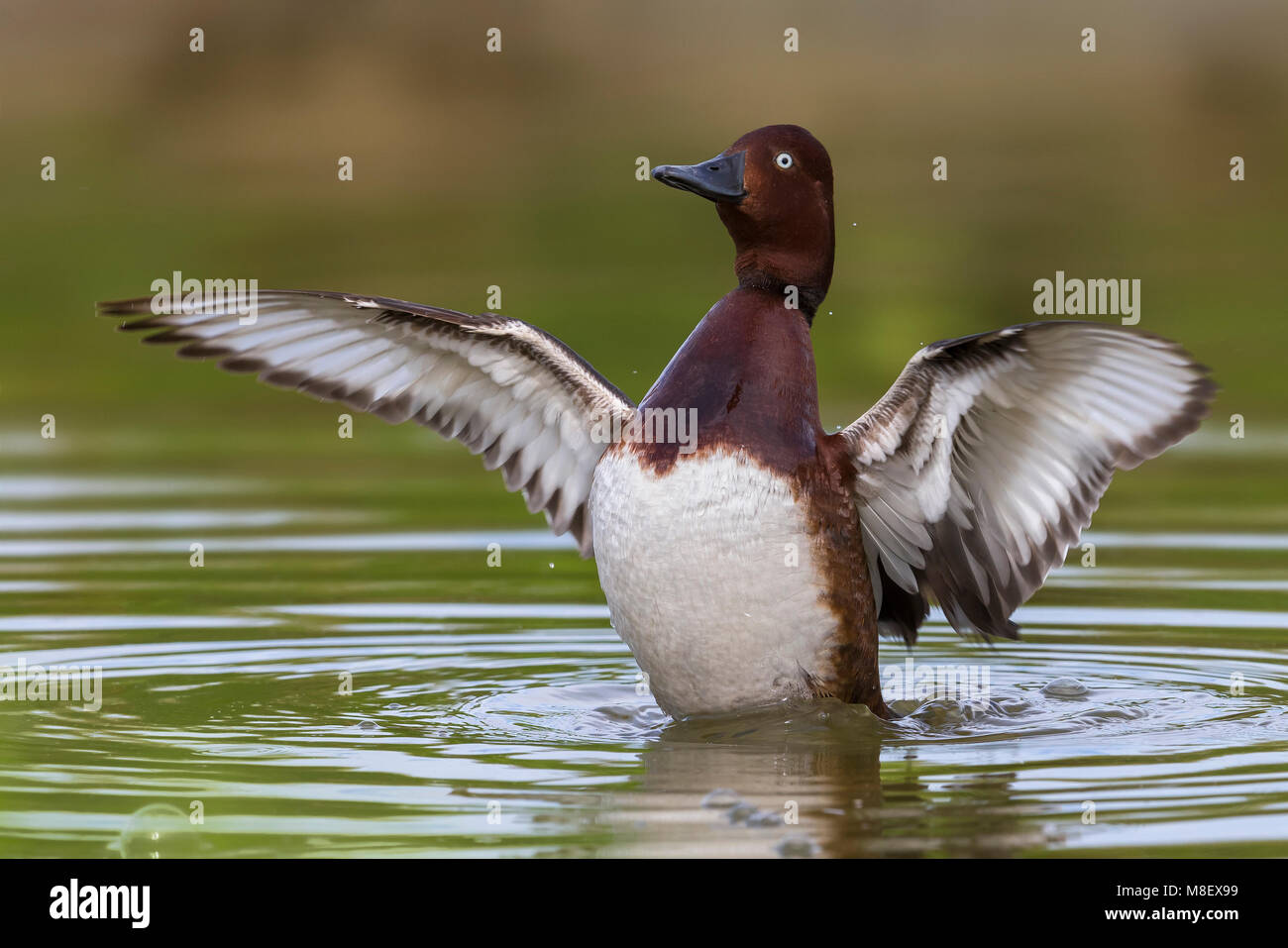 Ferruginous duck male hi-res stock photography and images - Alamy