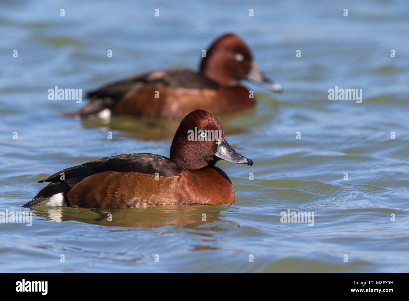 Witoogeend; Ferruginous Duck Stock Photo - Alamy
