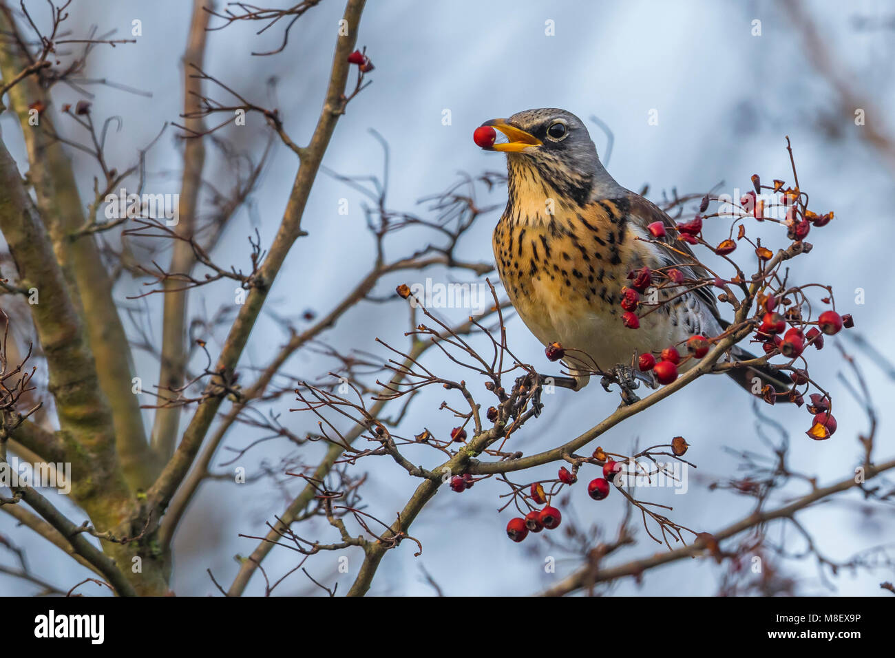 Bird eating berries hi-res stock photography and images - Alamy