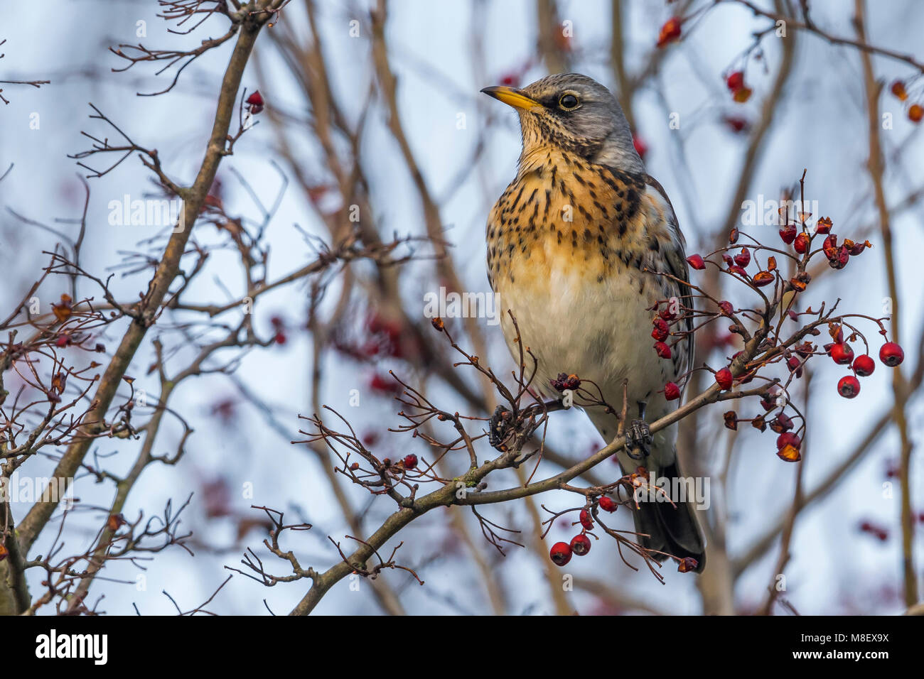 Bird eating berries hi-res stock photography and images - Alamy