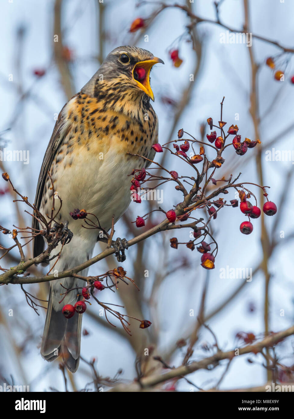 Kramsvogel bessen etend; Fieldfare eating berries Stock Photo - Alamy
