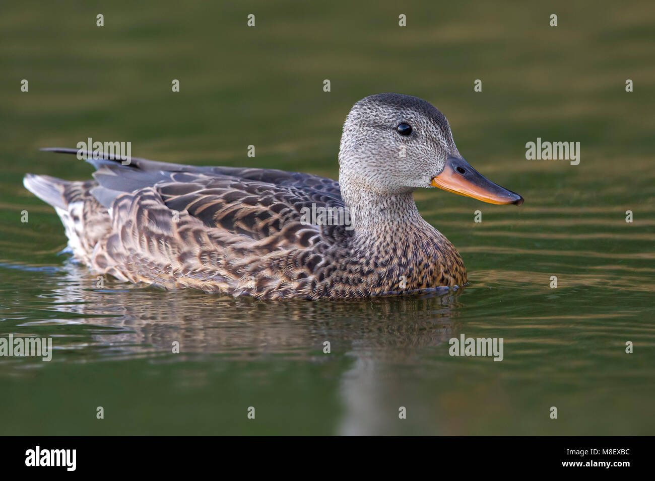 Krakeend, Gadwall; Anas strepera Stock Photo - Alamy