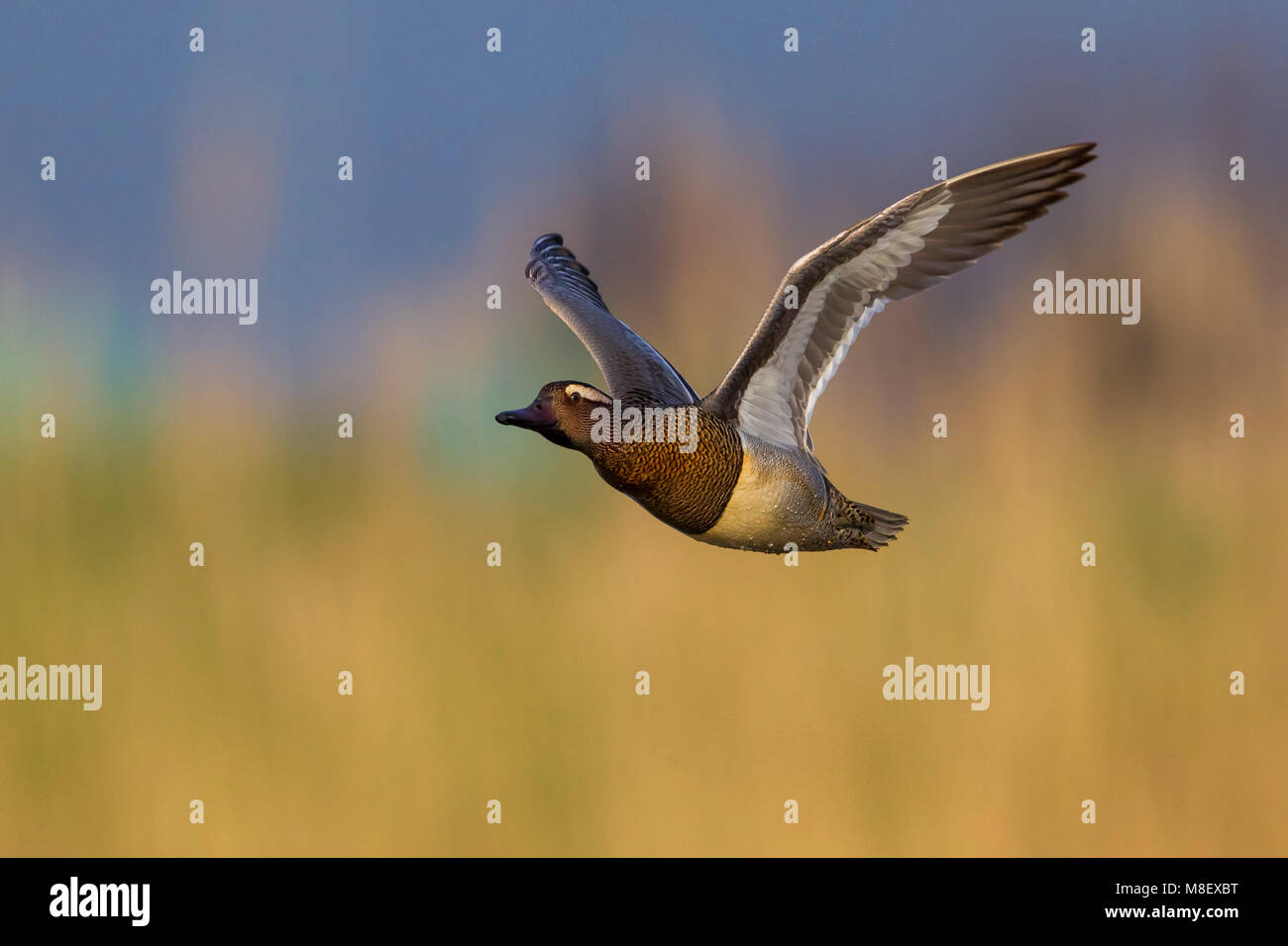 Vliegend mannetje Zomertaling, Garganey male in flight Stock Photo - Alamy