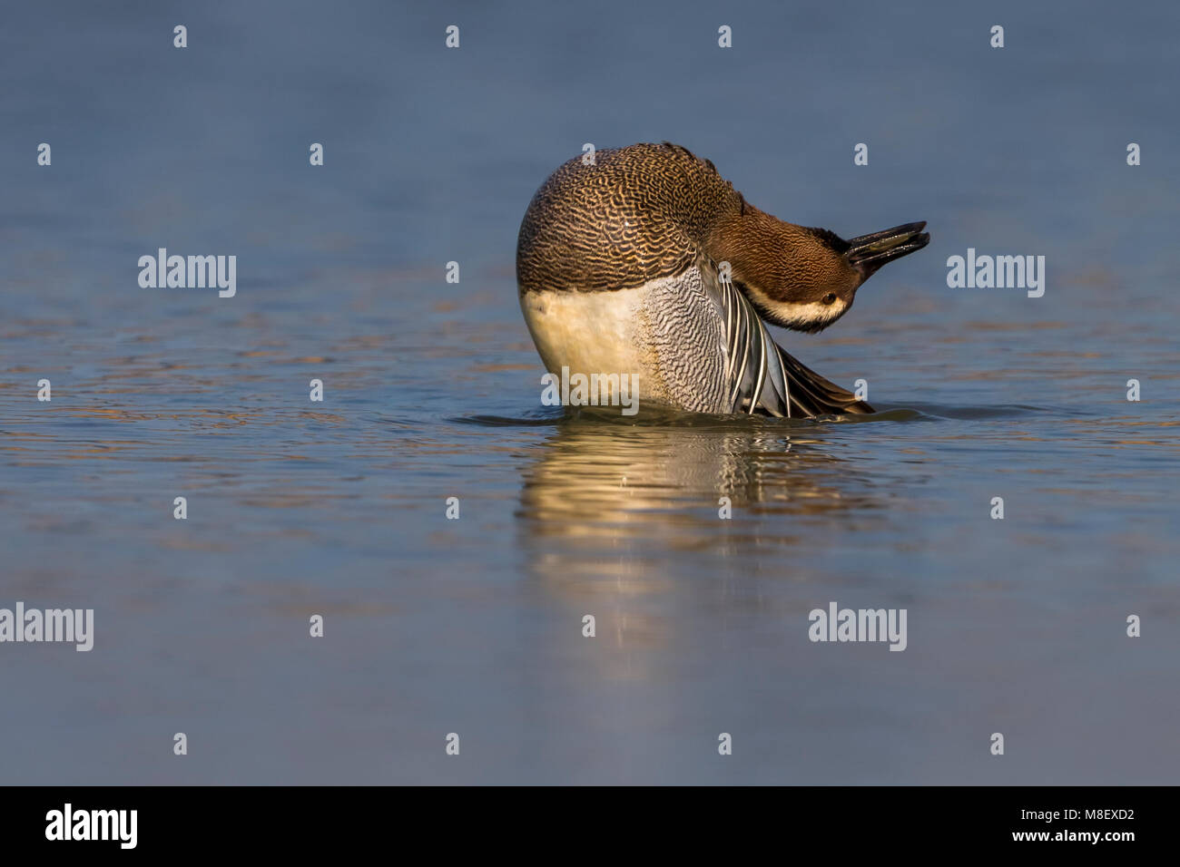 Zomertaling hi-res stock photography and images - Alamy
