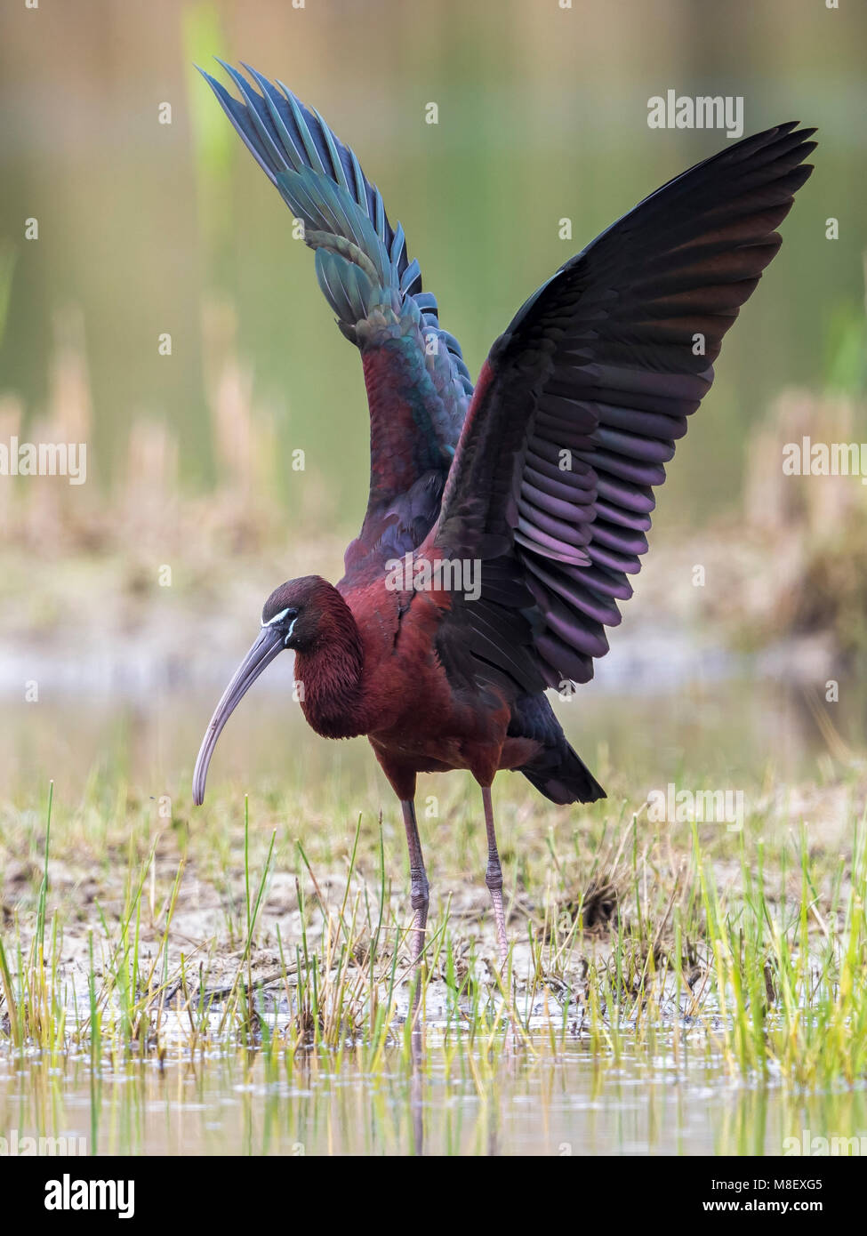 Glossy ibis hi-res stock photography and images - Alamy
