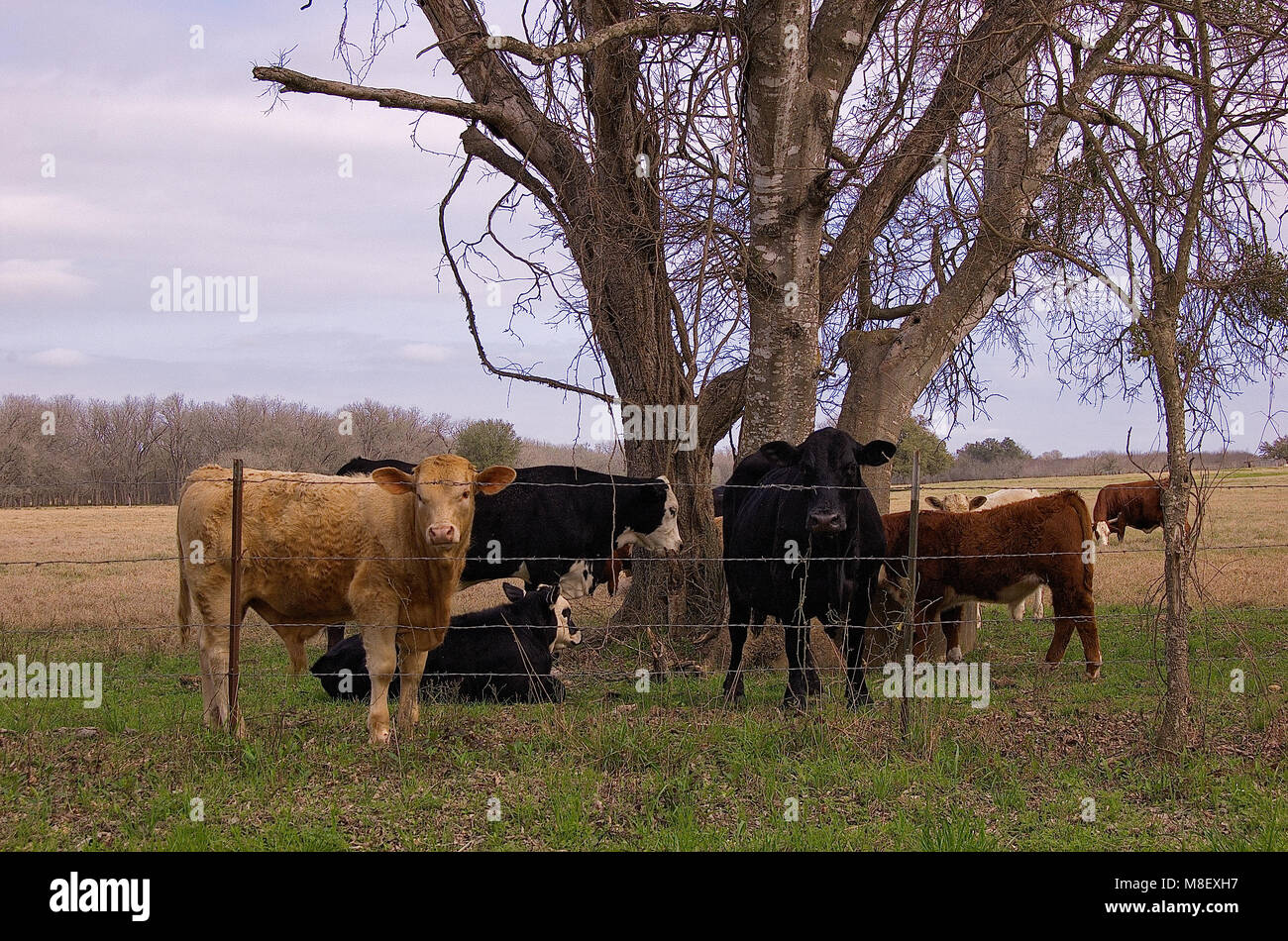 Cows finding shade under tree Stock Photo - Alamy