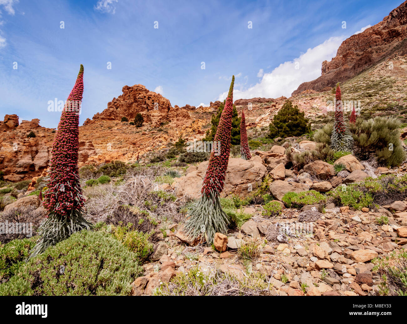Tajinaste Rojo(Echium Wildpretii), endemic plant, Teide National Park ...