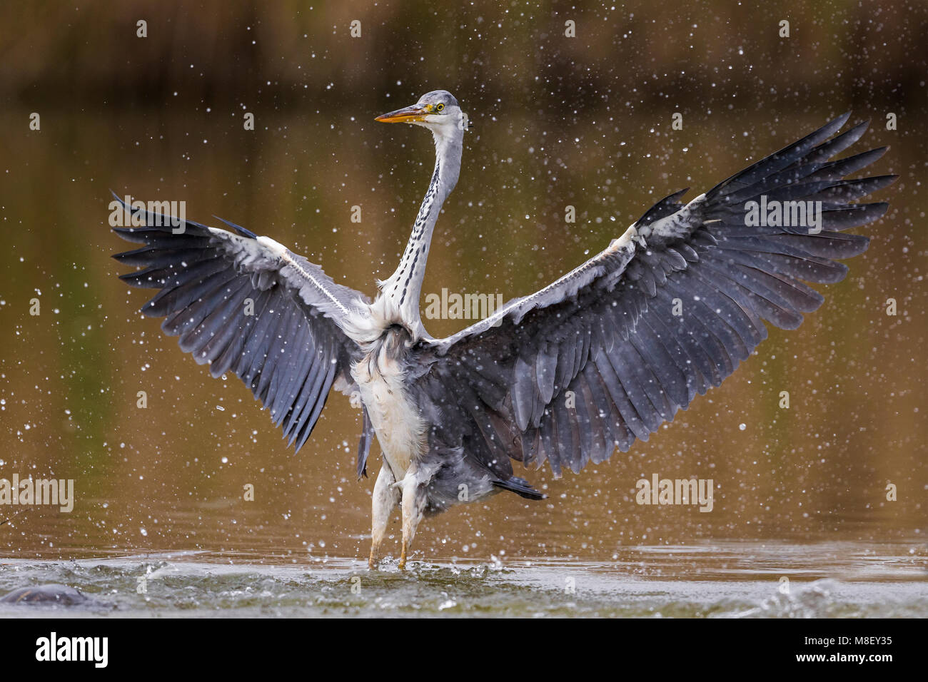 Blauwe Reiger landend in water; Grey Heron landing in water Stock Photo ...