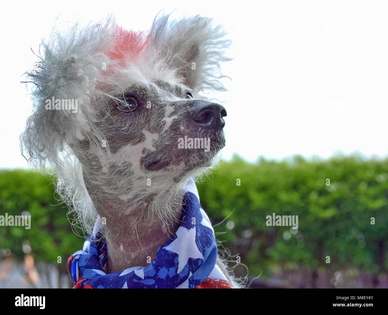 Windy day funny hi-res stock photography and images - Alamy