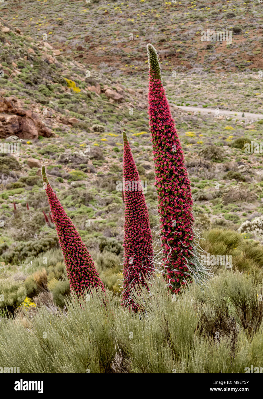 Tajinaste Rojo(Echium Wildpretii), endemic plant, Teide National Park ...
