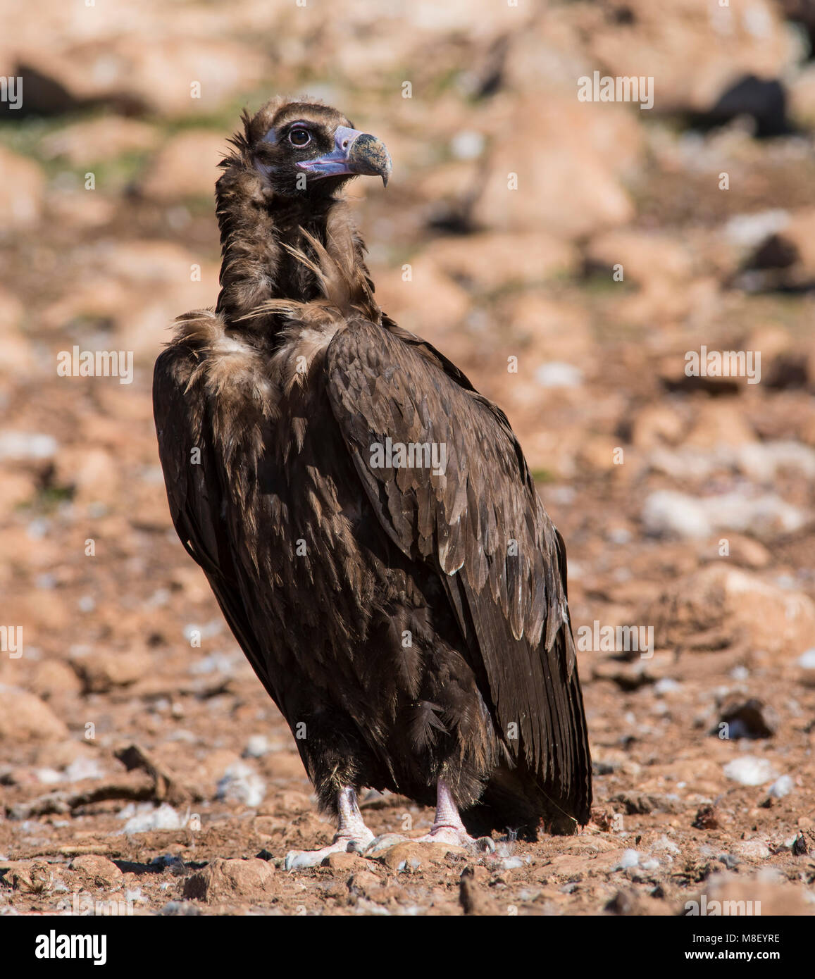 European Black/Cinereous Vulture (Aegypius monachus) sat on the ground ...