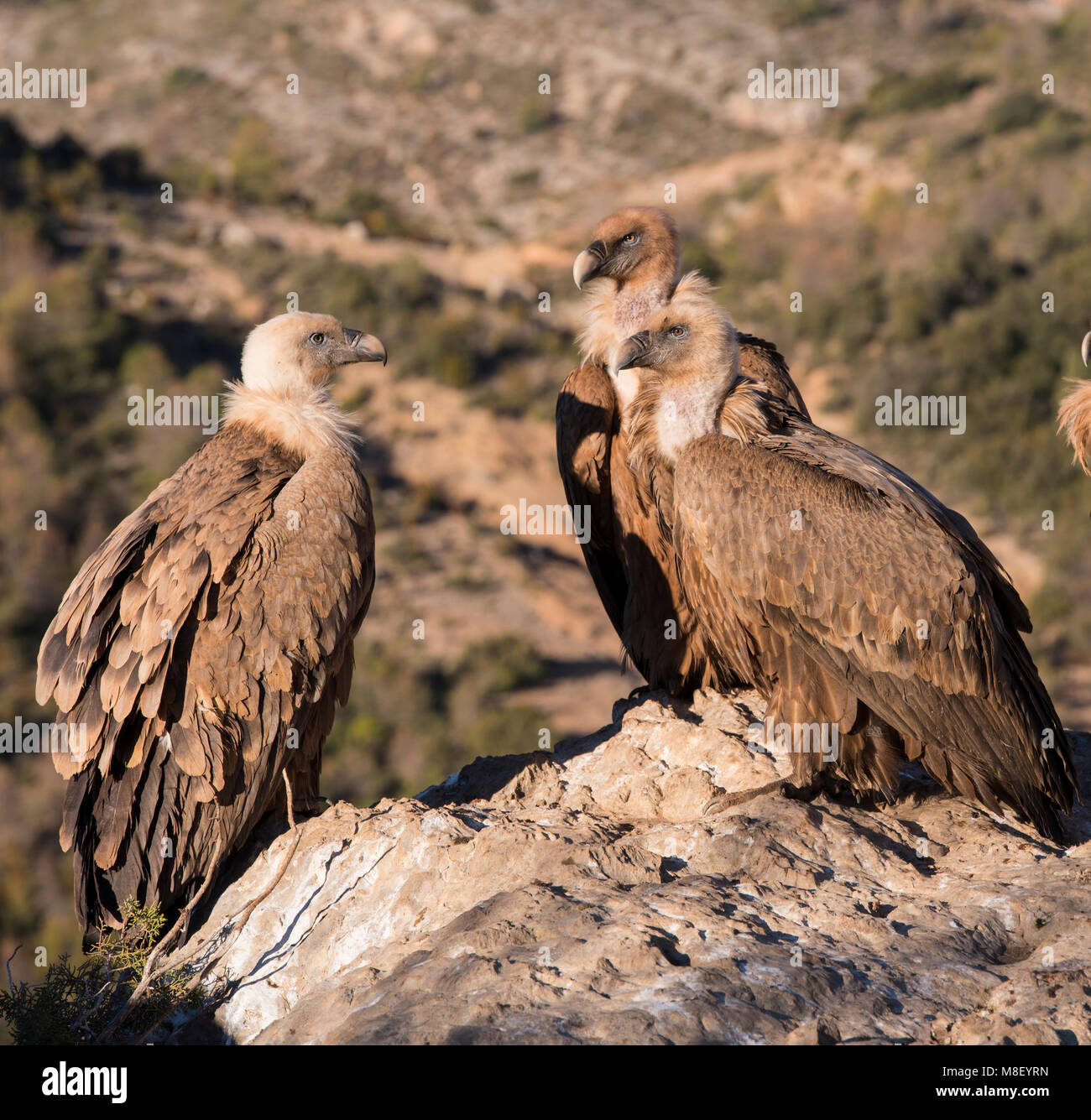 Group of Eurasian Griffon Vultures (Gyps fulvus) sat on a rock/boulder ...