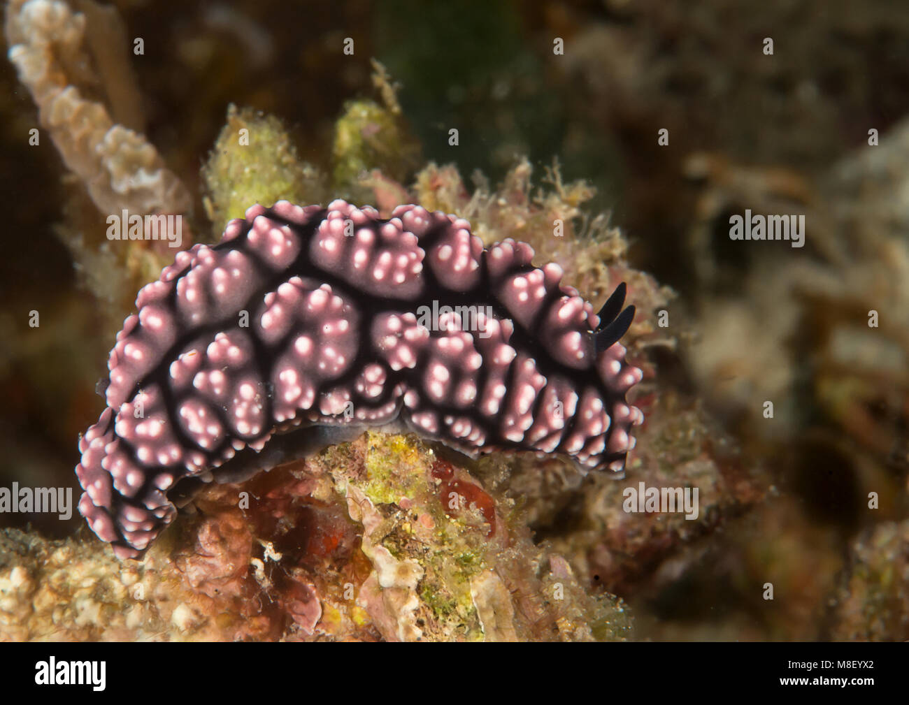 Elegant sea slug hi-res stock photography and images - Alamy
