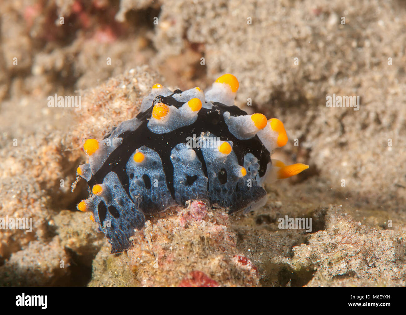 Phyllidia nudibranch hi-res stock photography and images - Alamy