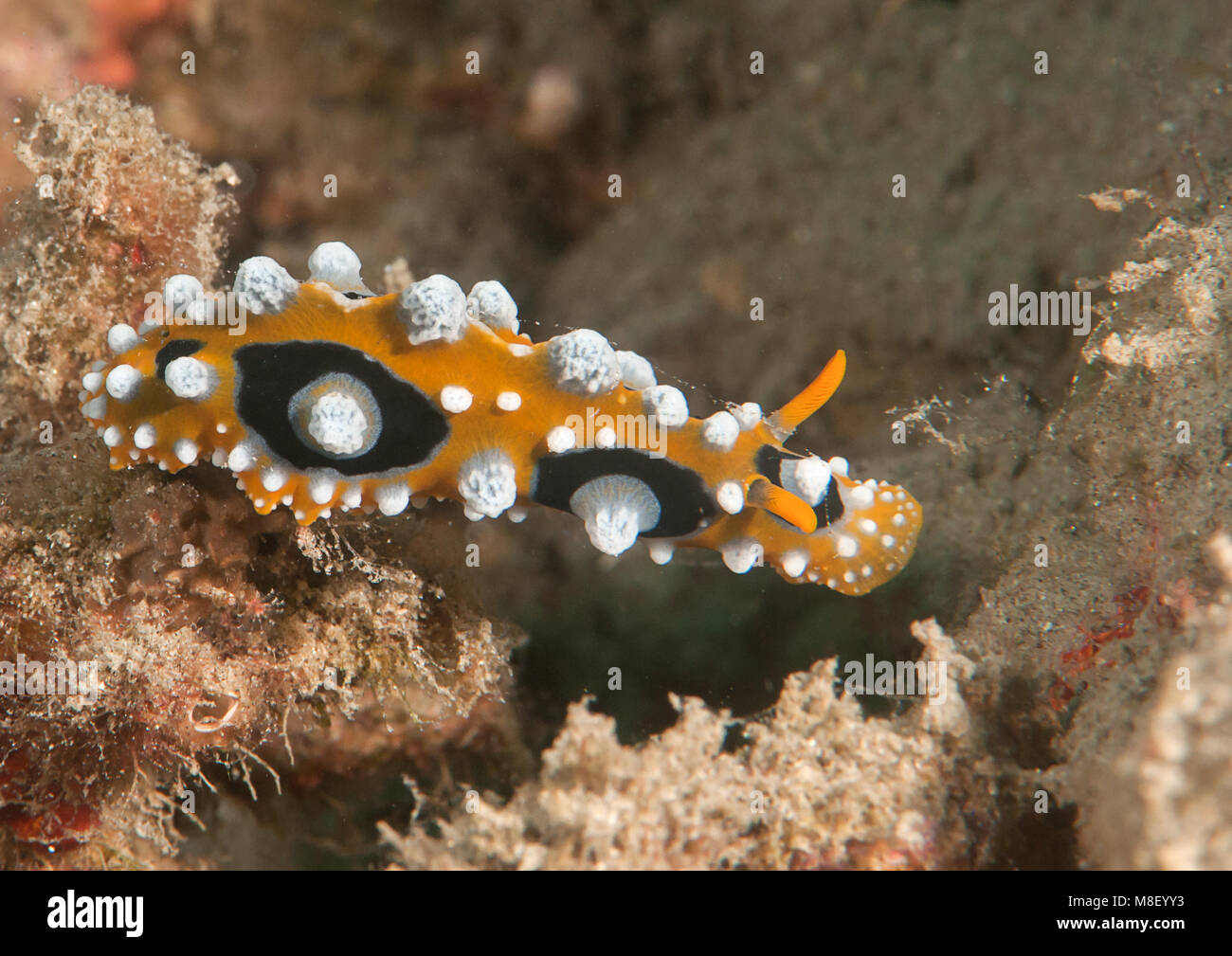 Ocellate phyllidia nudibranch hi-res stock photography and images - Alamy