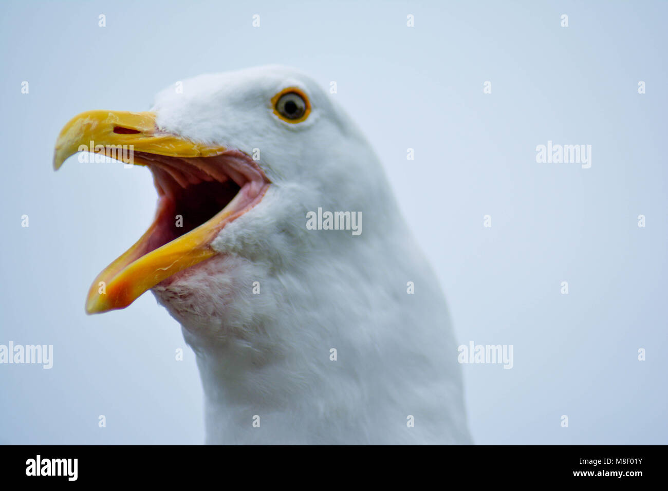 funny seagull #2 Stock Photo - Alamy