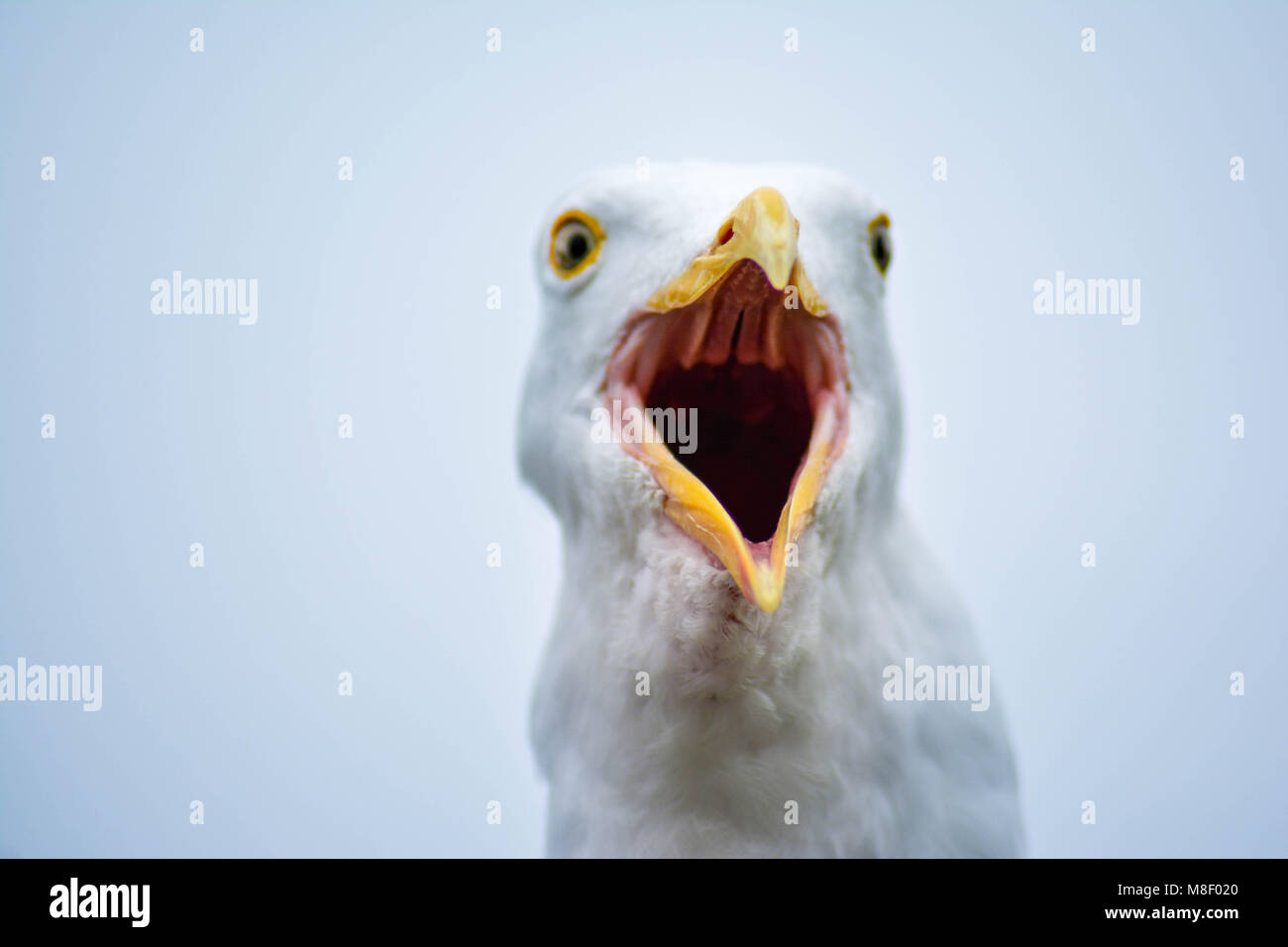 Photo call funny hi-res stock photography and images - Alamy