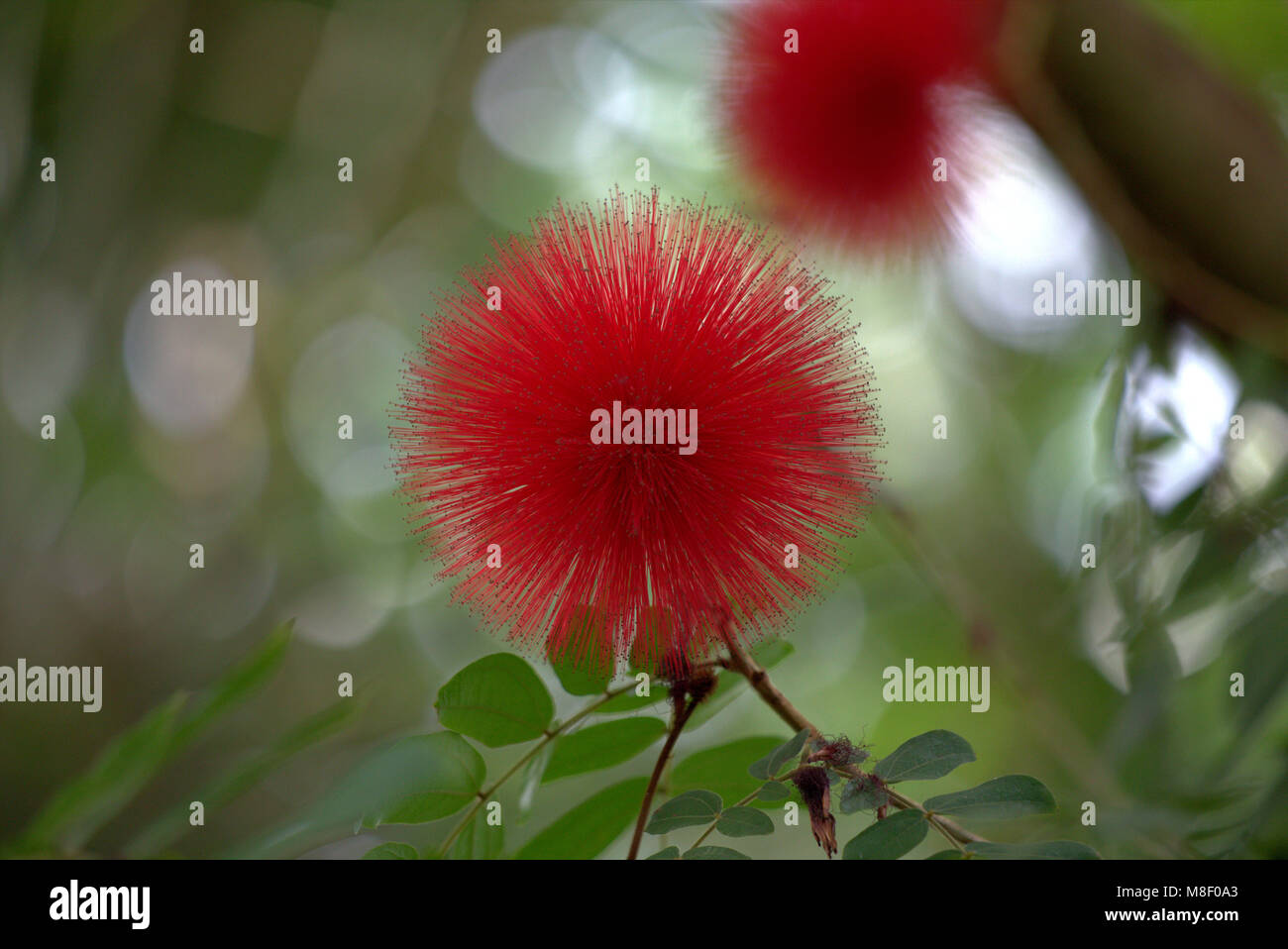 Red Mimosa bloom Stock Photo - Alamy