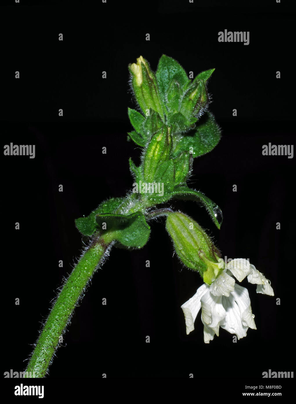 Silene alba close-up Stock Photo - Alamy