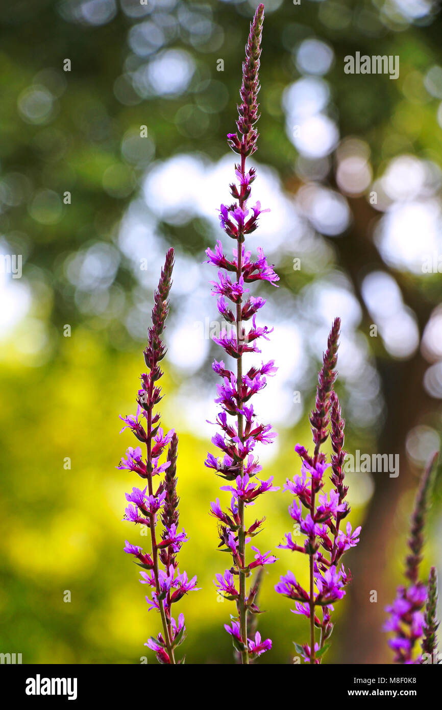 Field of small purple flowers hi-res stock photography and images - Alamy