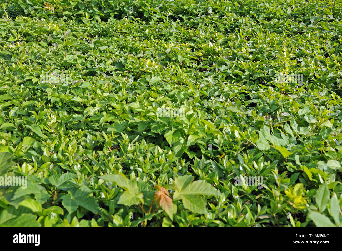 view over large green hedge Stock Photo - Alamy