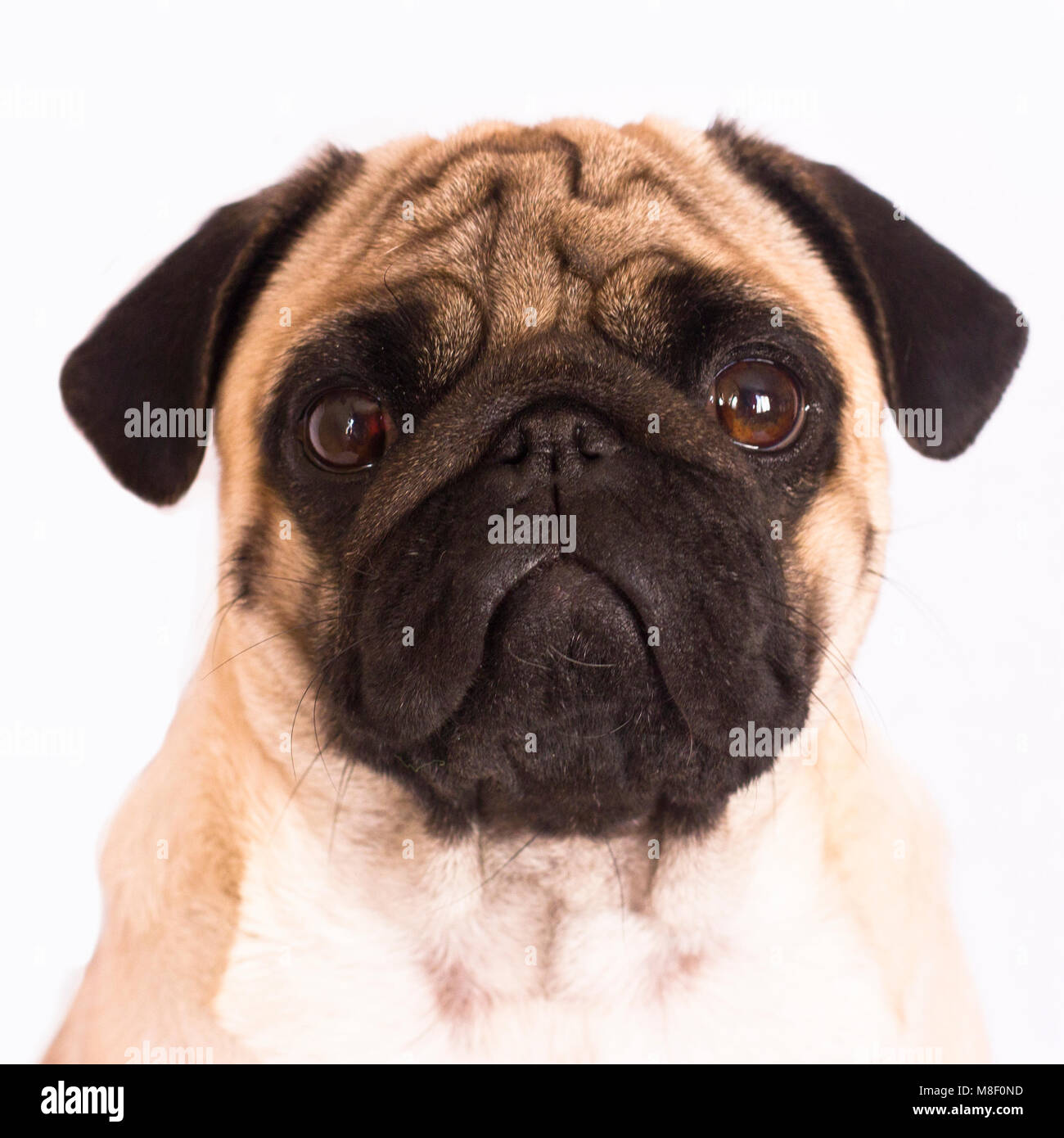 Crying pug dog hi-res stock photography and images - Alamy