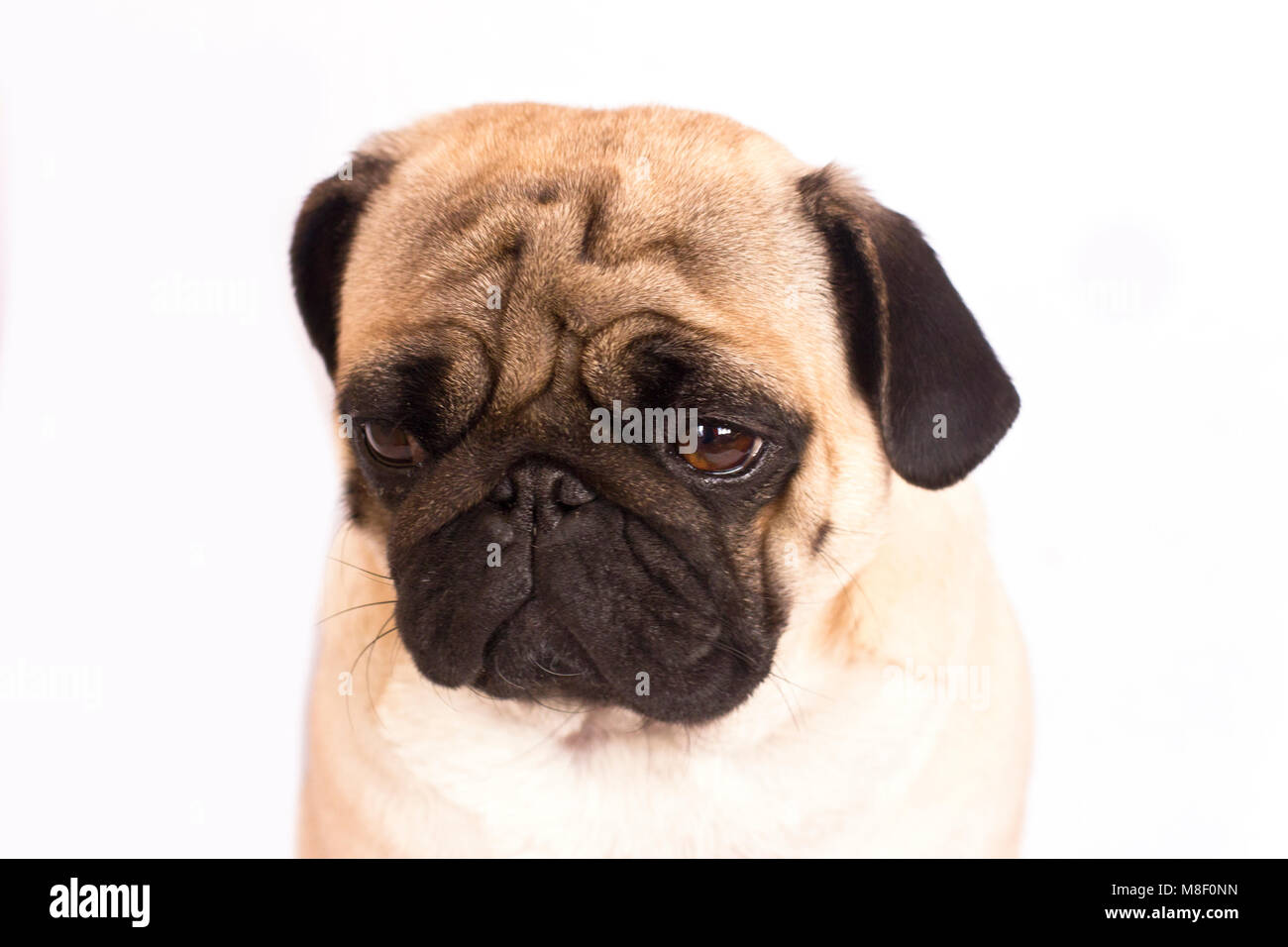 Crying pug dog hi-res stock photography and images - Alamy