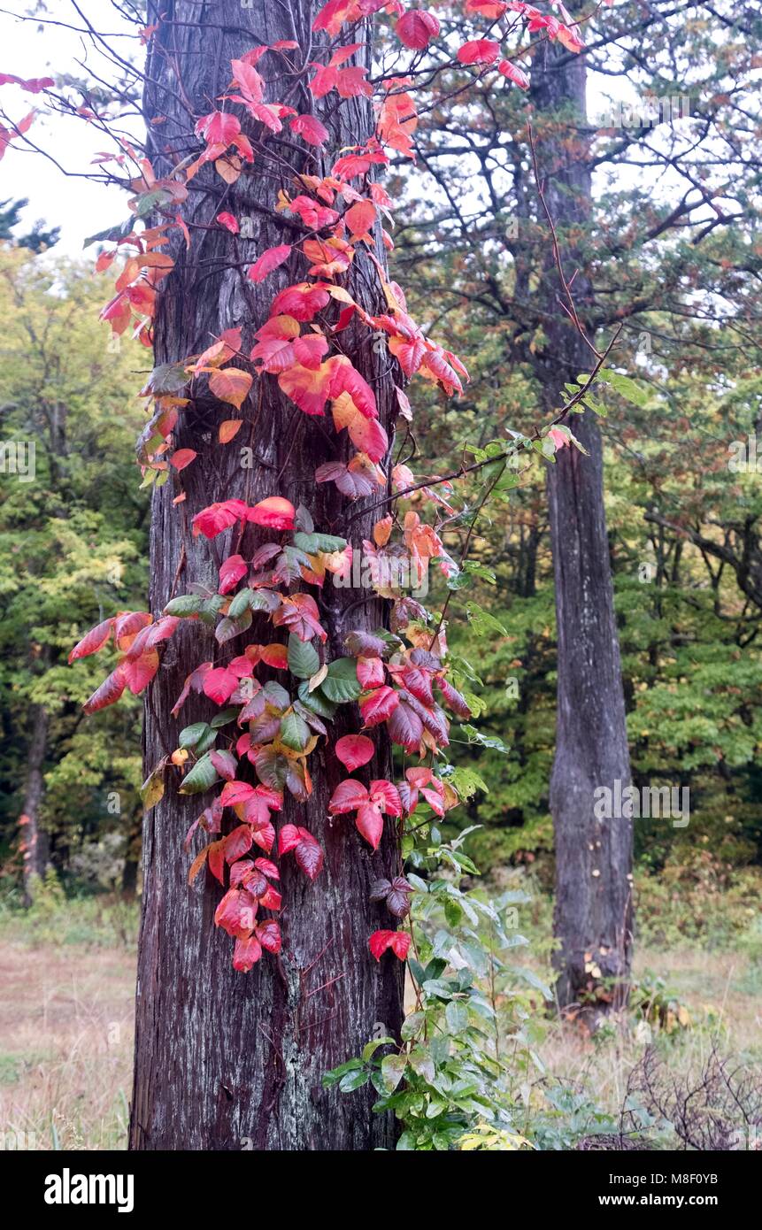 Red leaves twisting around a tree Stock Photo - Alamy