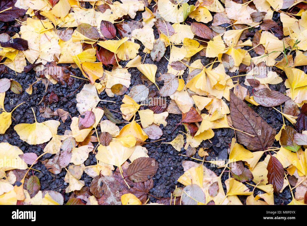 Fallen leaves on the ground Stock Photo - Alamy