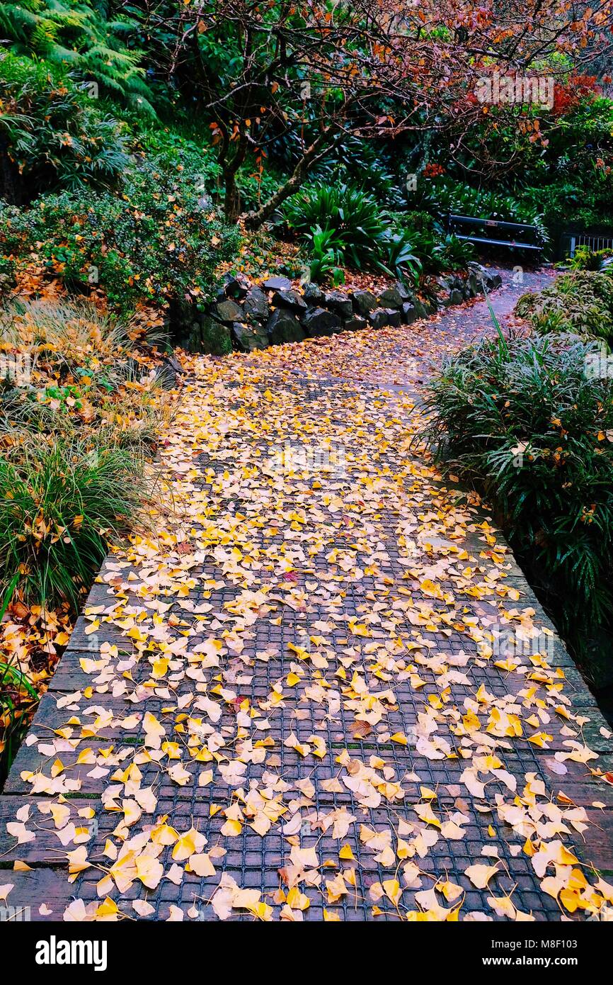 Autumn leaves on a walkway through the forest Stock Photo - Alamy