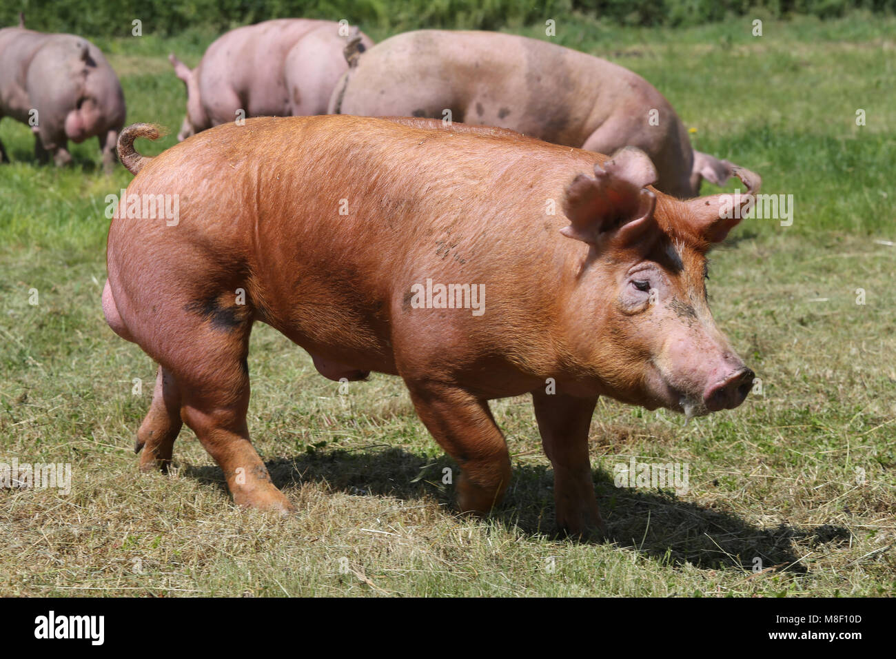 Young healthy pigs living at animal farm rural scene in natural ...