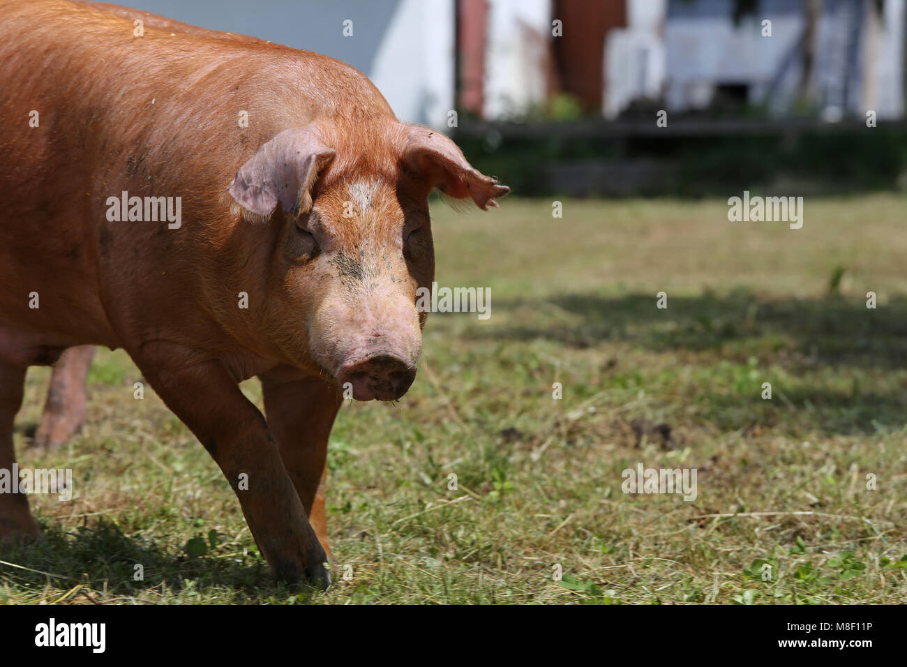 Young pig enjoyed sunshine at animal farm summertime Stock Photo - Alamy