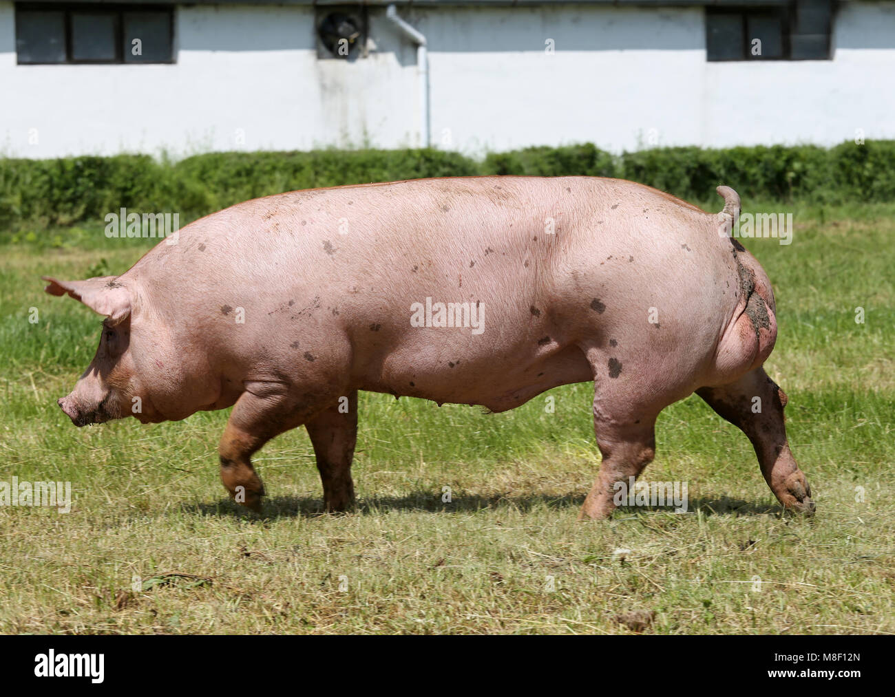 Young pig enjoyed sunshine at animal farm summertime Stock Photo - Alamy