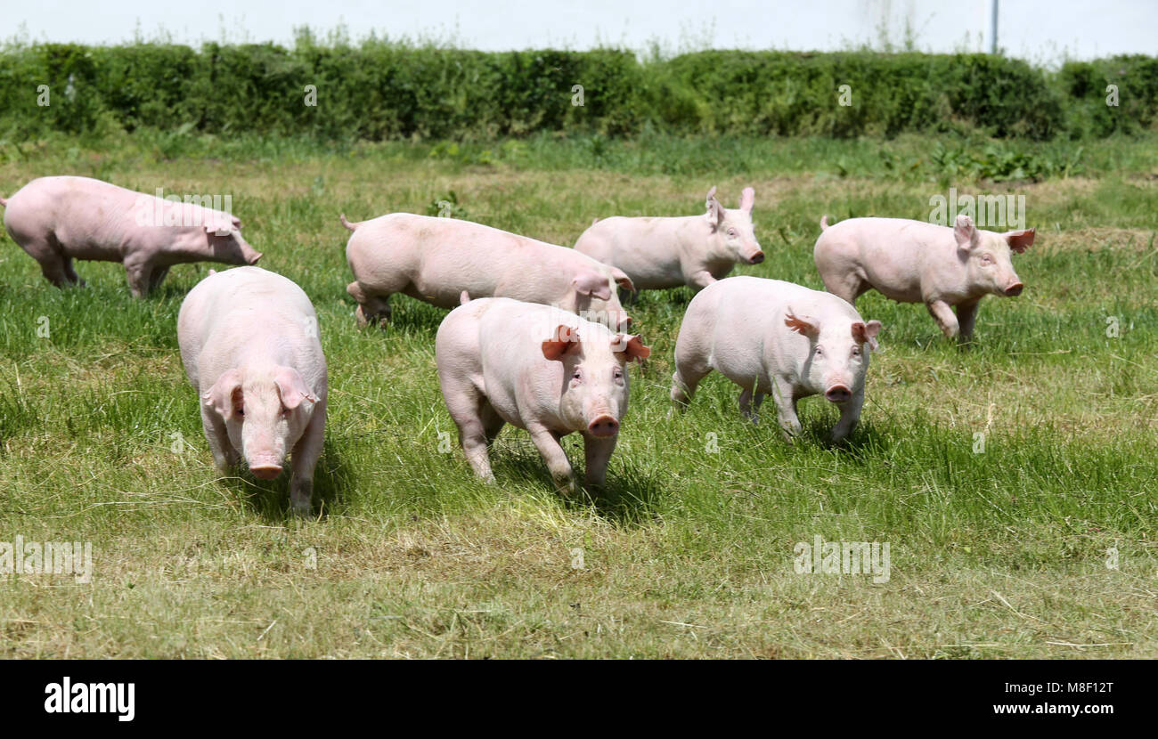 Piglets runs across the meadow at animal farm natural environment Stock ...