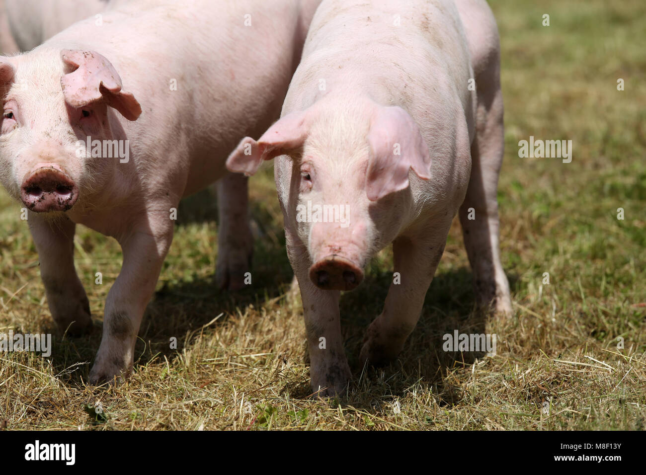 Piglets on the farm. Little piglets household. Lovely pets Stock Photo ...