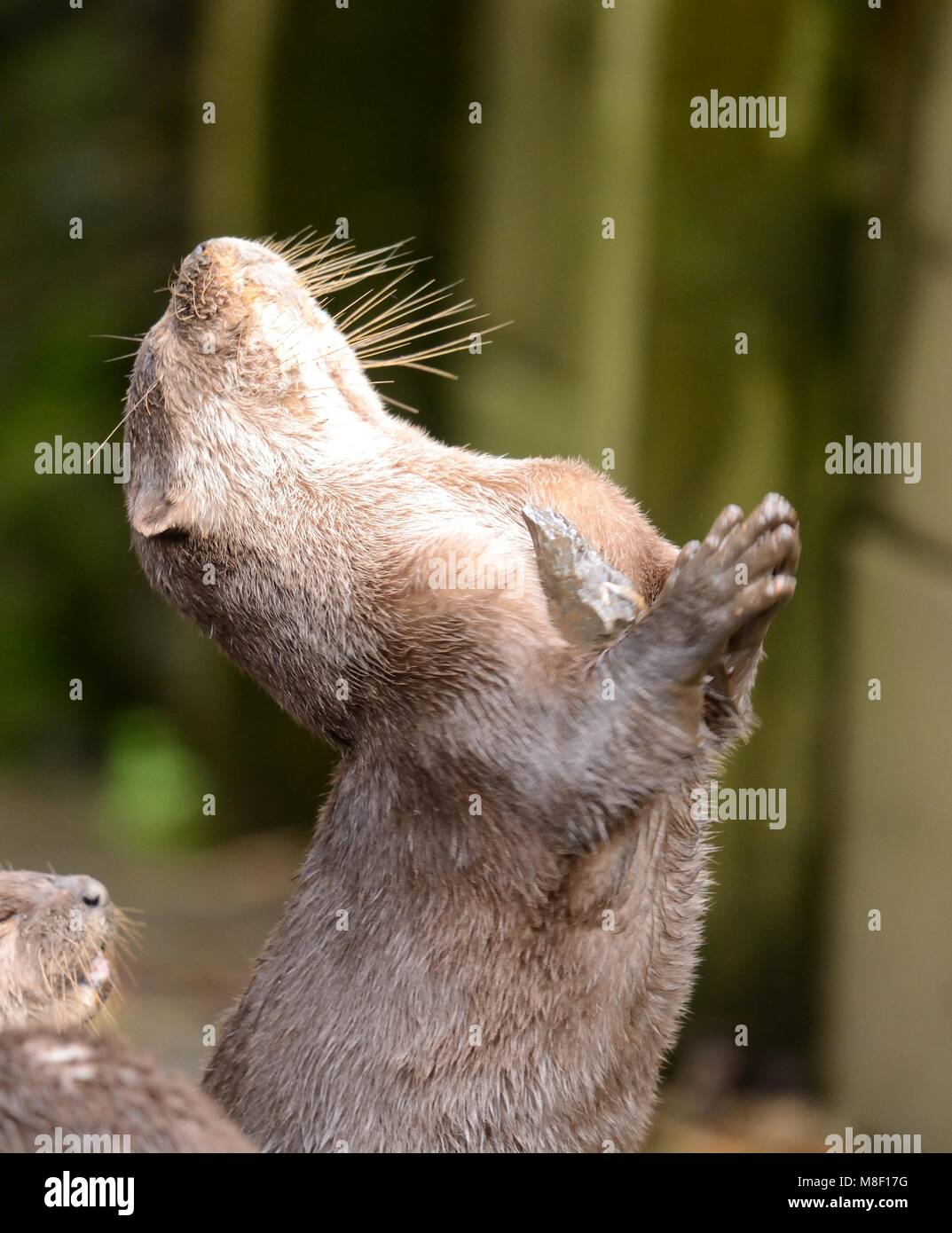 Happy asian small clawed otter hi-res stock photography and images - Alamy