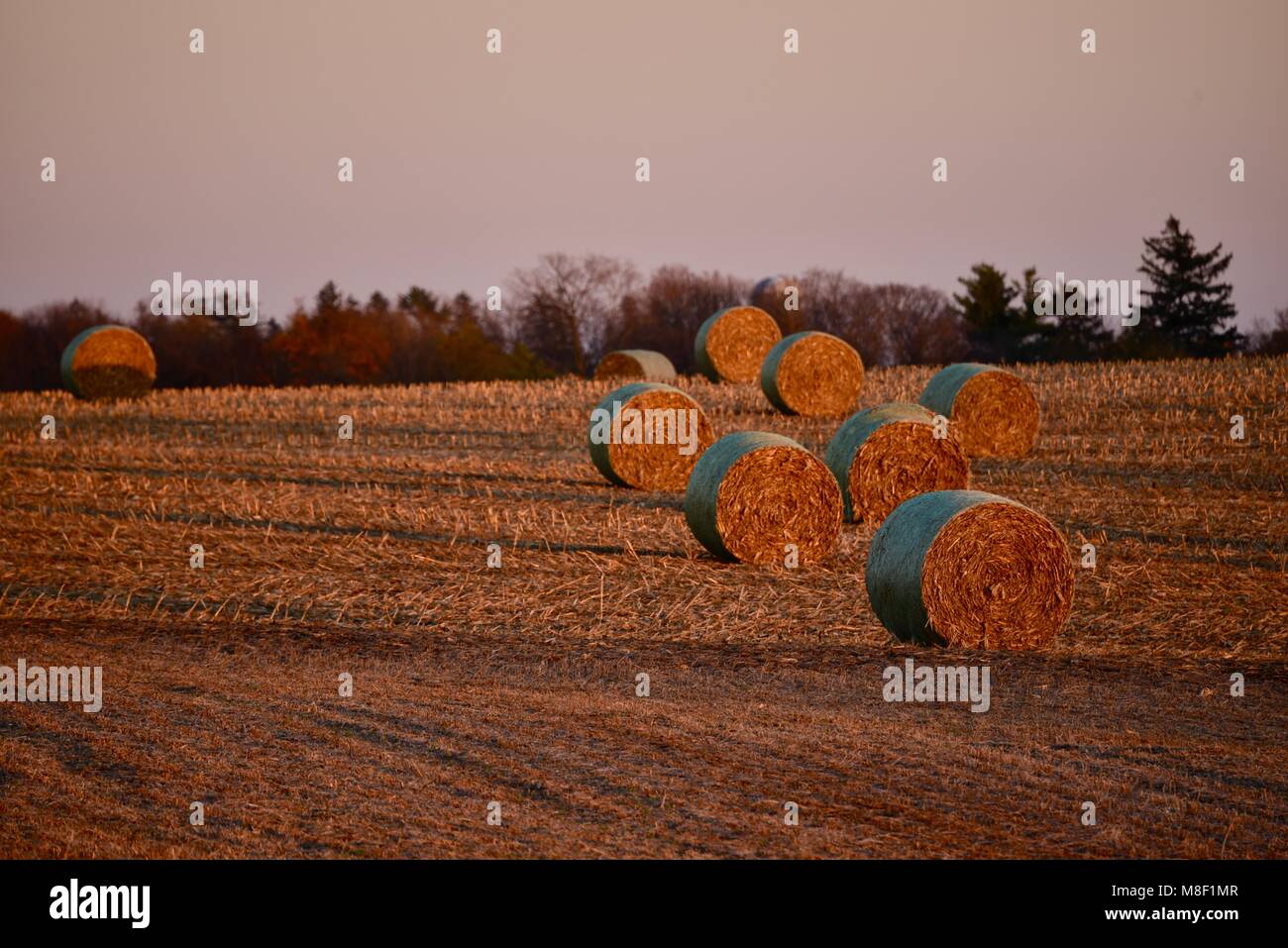 Large round bales of corn stalks, on fields of corn stubble, at golden ...