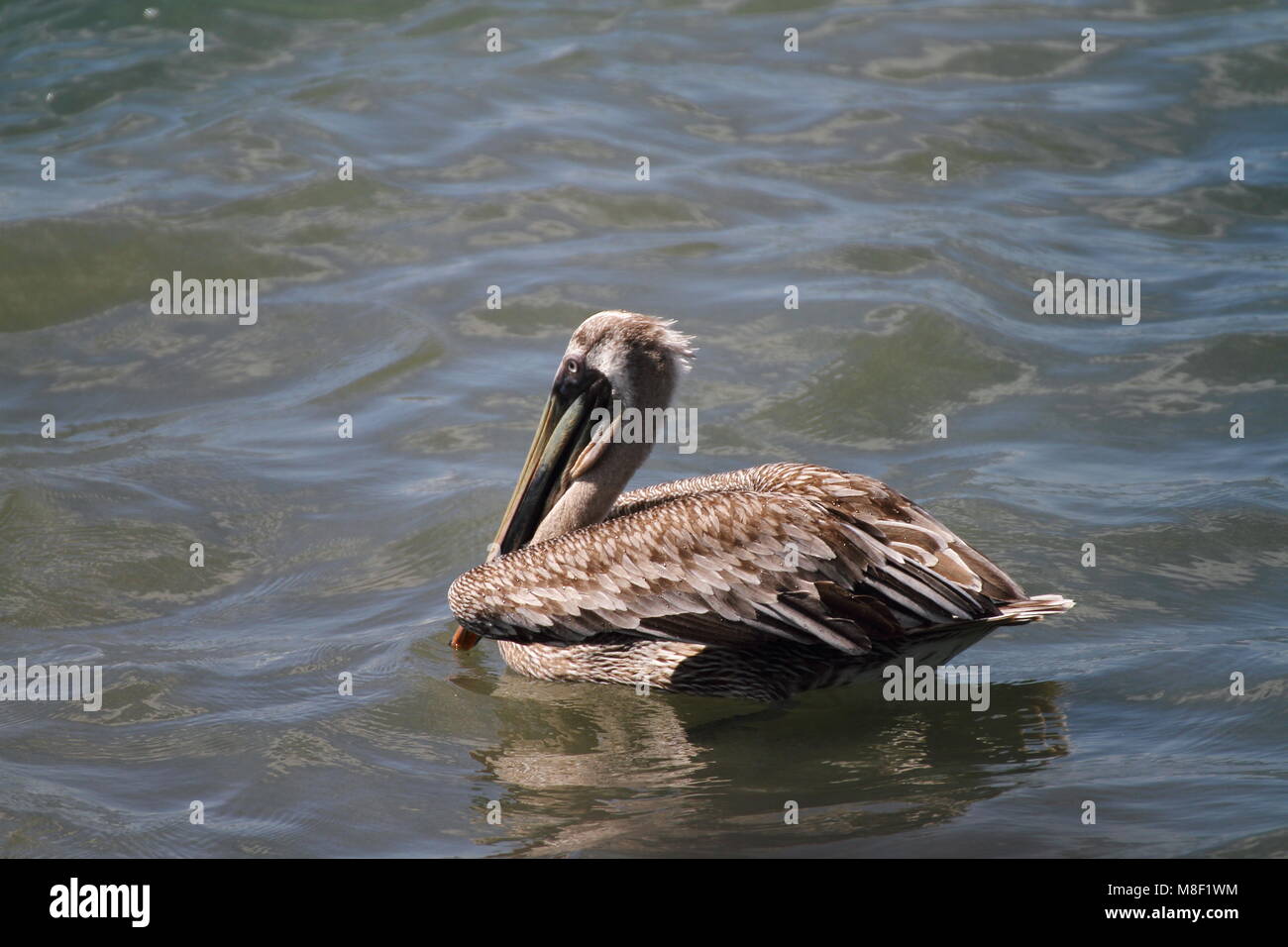 Pelican sitting hi-res stock photography and images - Alamy