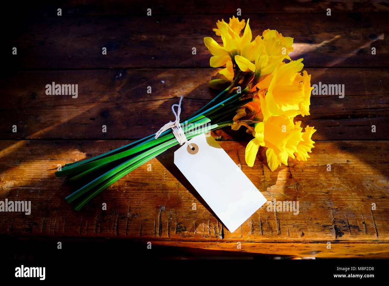 a bunch of 14 yellow daffodils tied together with white string in a bow ...