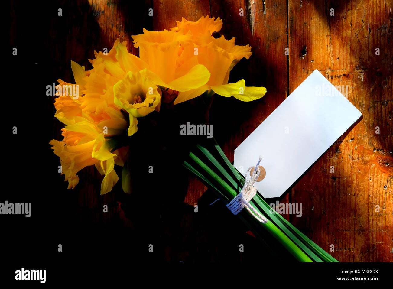 close up of a bunch of 14 yellow daffodils tied together with white ...