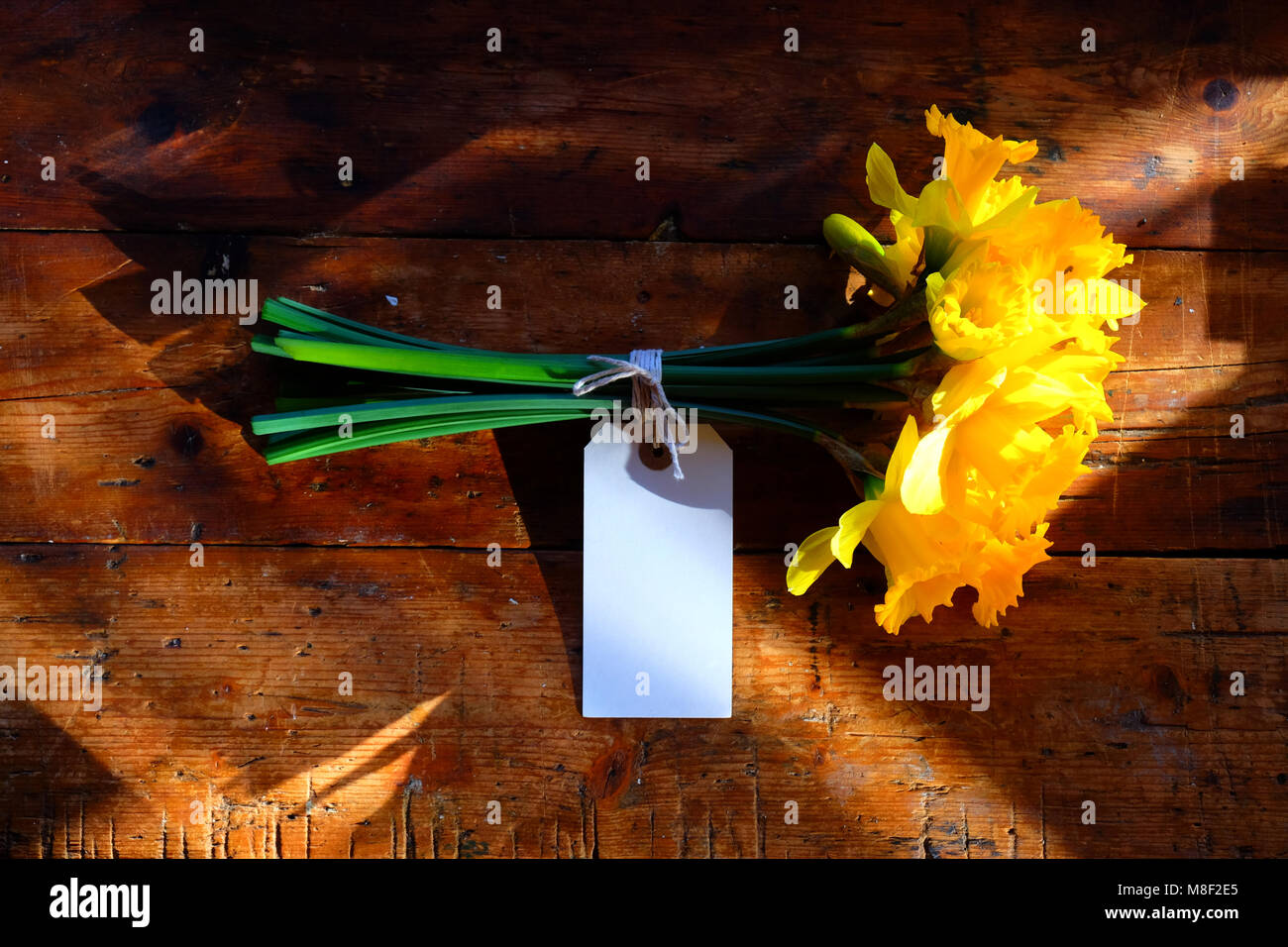 a bunch of 14 yellow daffodils tied together with white string in a bow ...