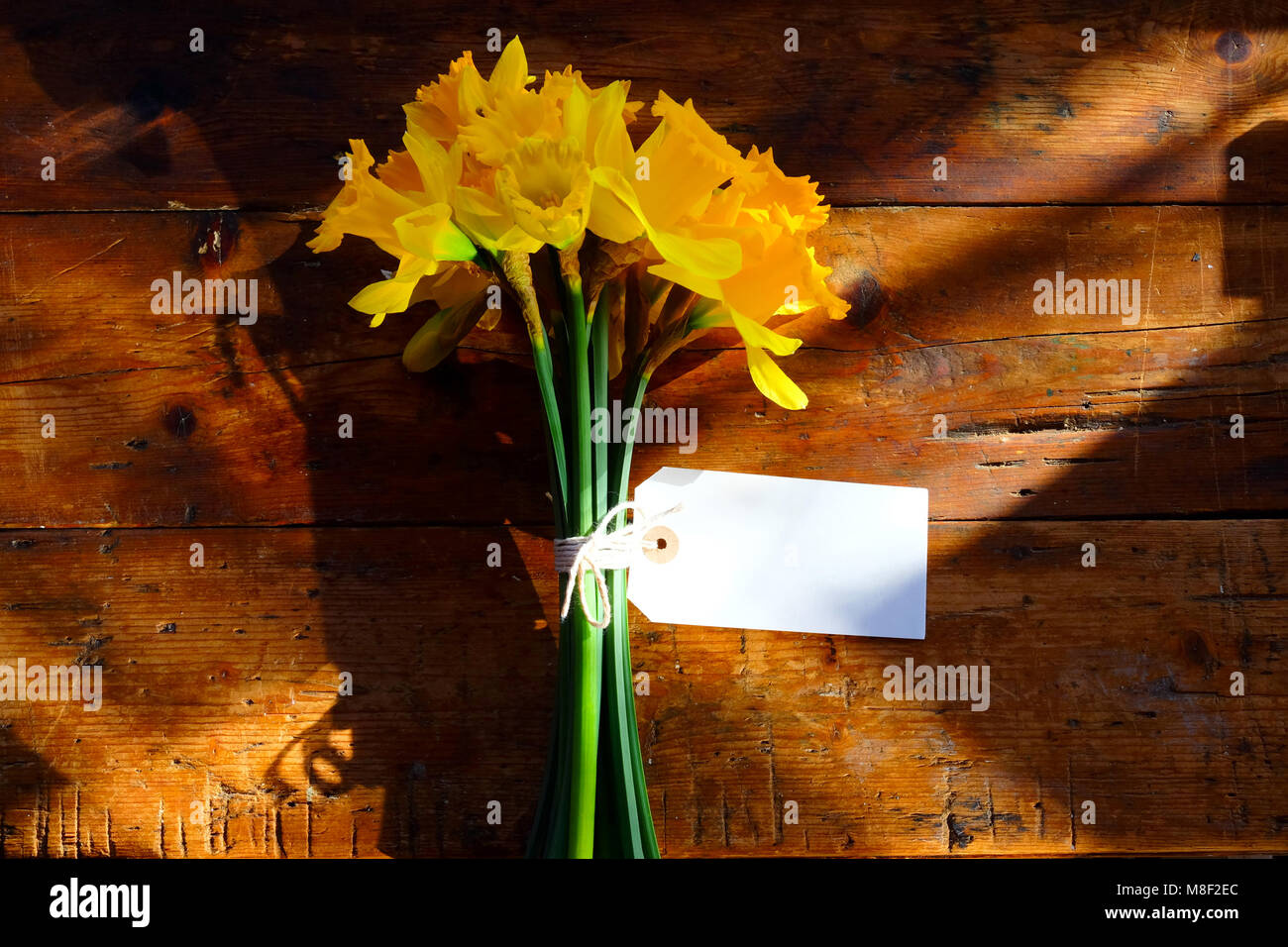 a bunch of 14 yellow daffodils tied together with white string in a bow ...