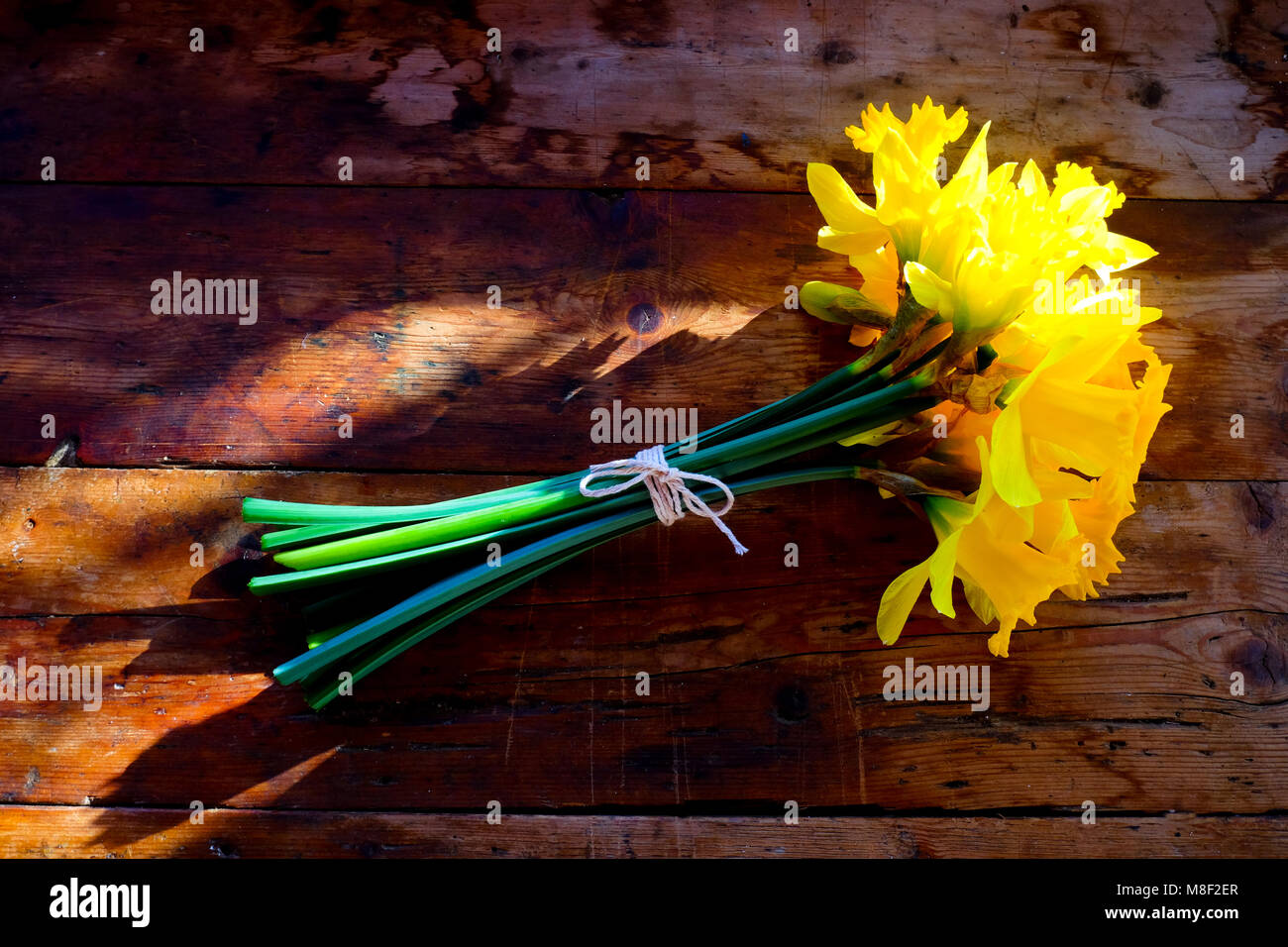 Daffodil bunch string hi-res stock photography and images - Alamy