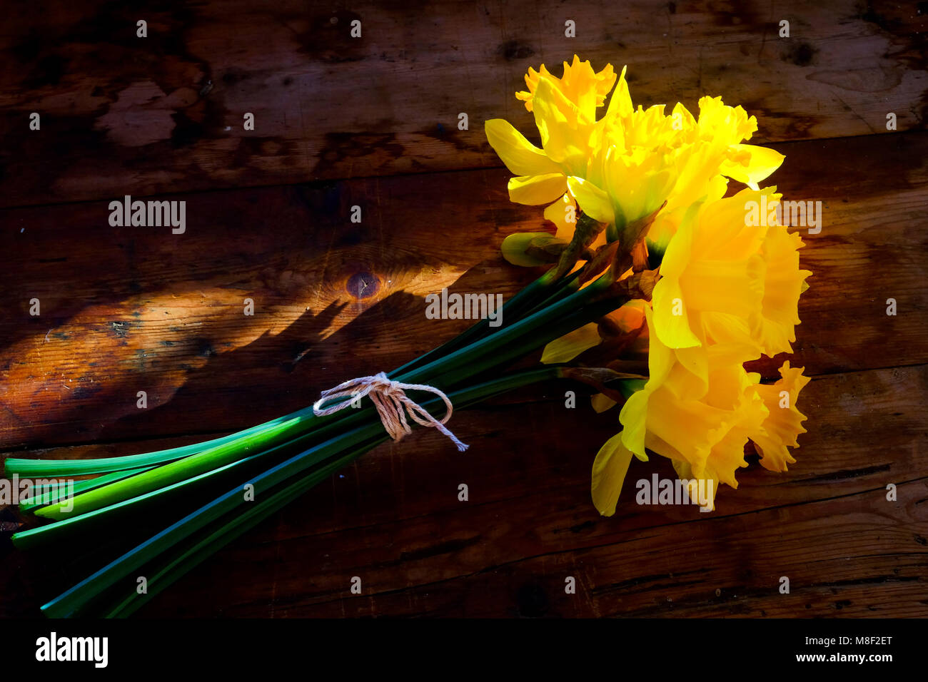 a bunch of 14 yellow daffodils tied together with white string in a bow ...