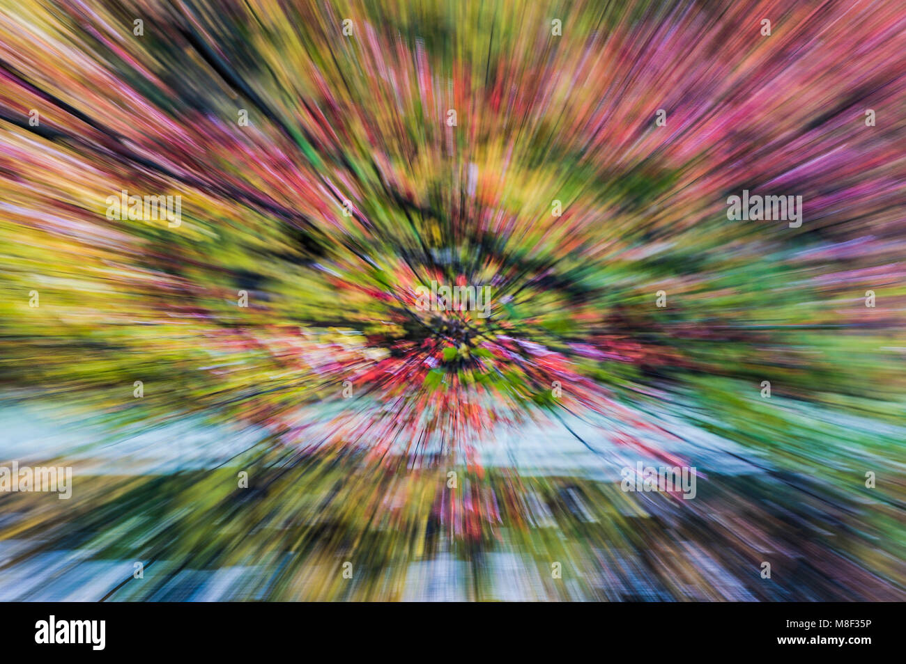 Defocused forest hi-res stock photography and images - Alamy