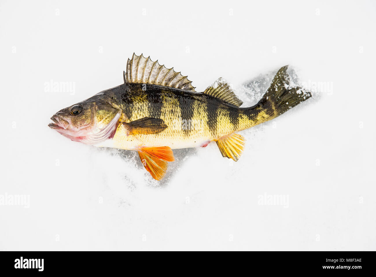 Adirondack wildlife hi-res stock photography and images - Alamy