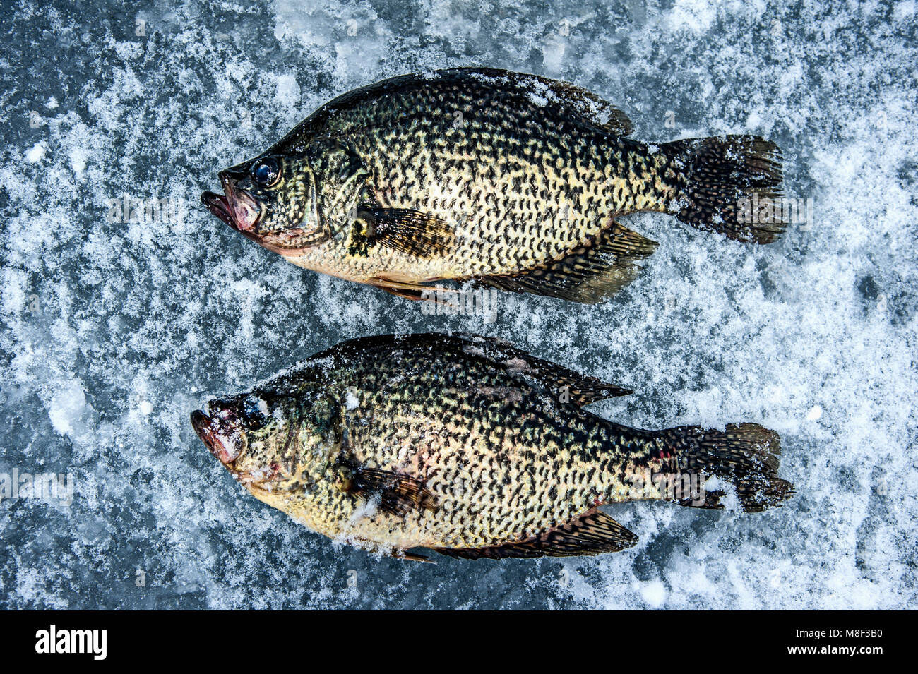 Dead trout fish on ice in Adirondack Mountains Stock Photo - Alamy