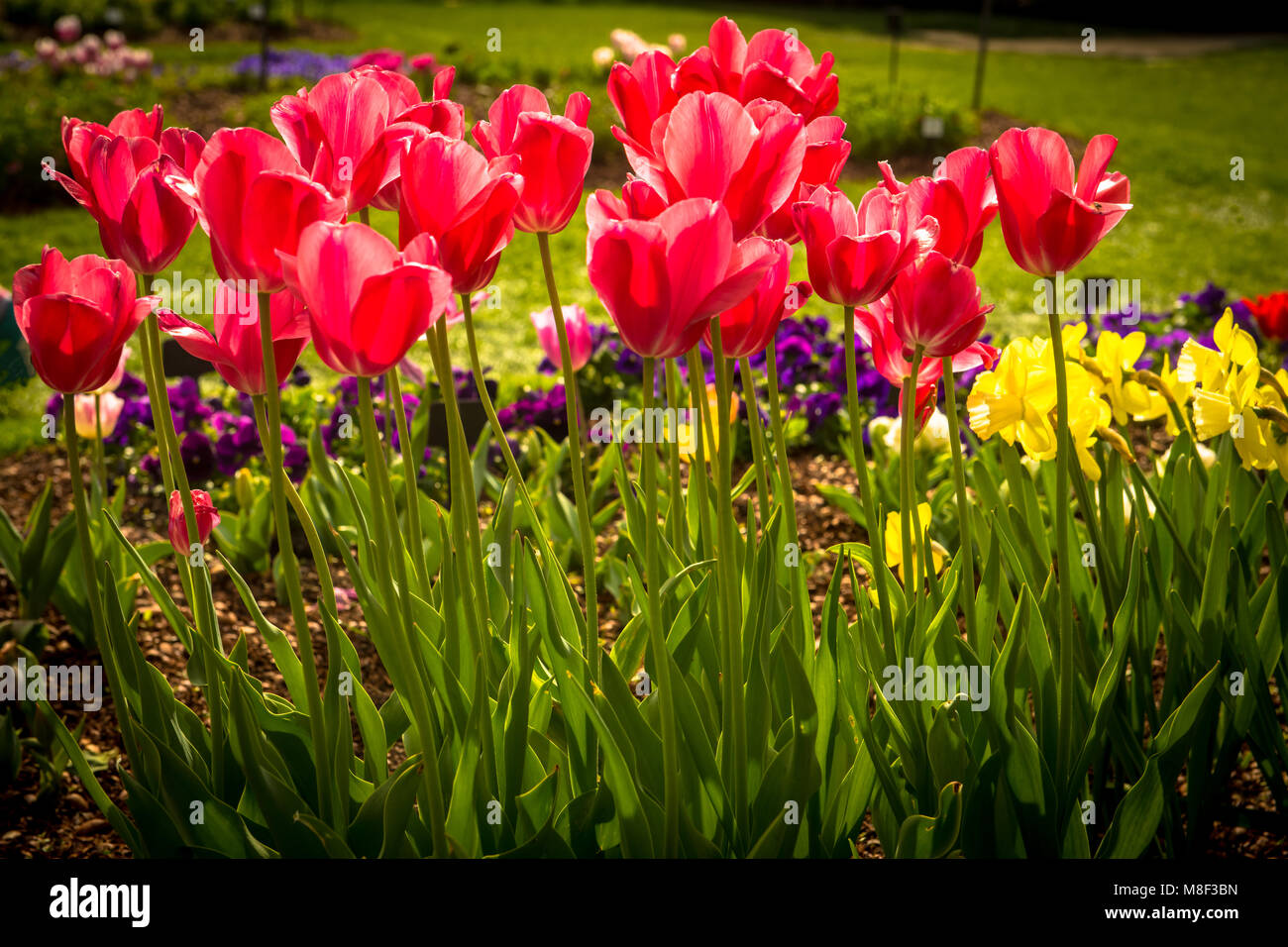 Flowers in the spring Stock Photo - Alamy
