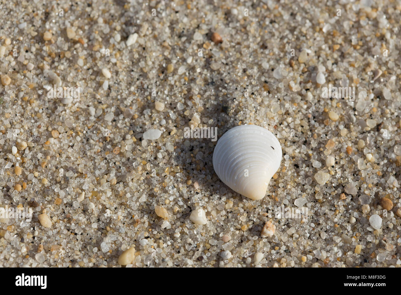 White shell on sandy beach Stock Photo - Alamy
